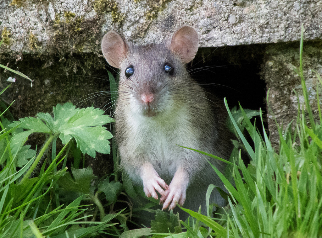 The Fascinating History of Brown Rats - Unclearer